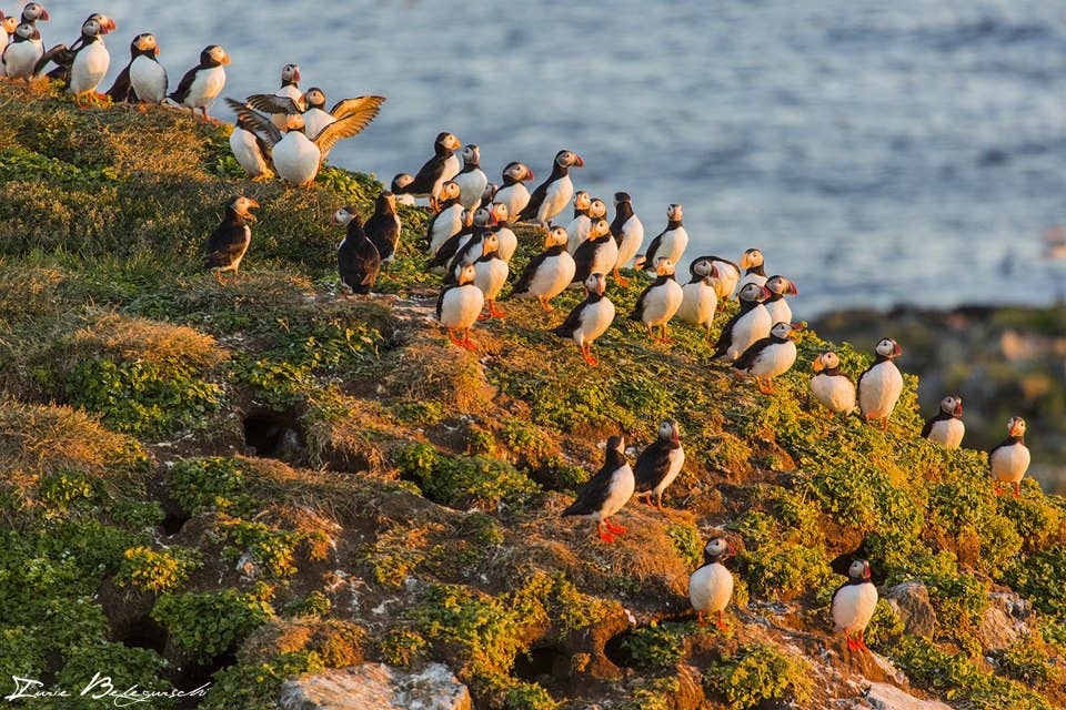 Amazing Puffin Watching and Horseback Riding Combo Tour from Reykjavik ...