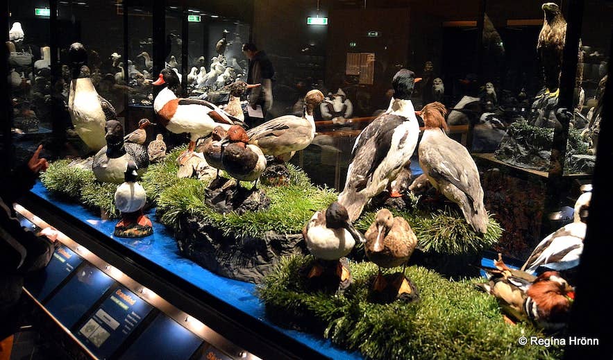 Sigurgeir's Bird Museum Travel Guide | Guide to Iceland