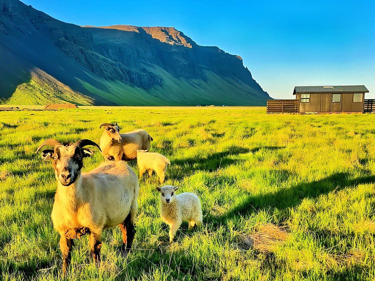 Green Farm Stay | Najlepsze ceny 2026 | Guide to Iceland