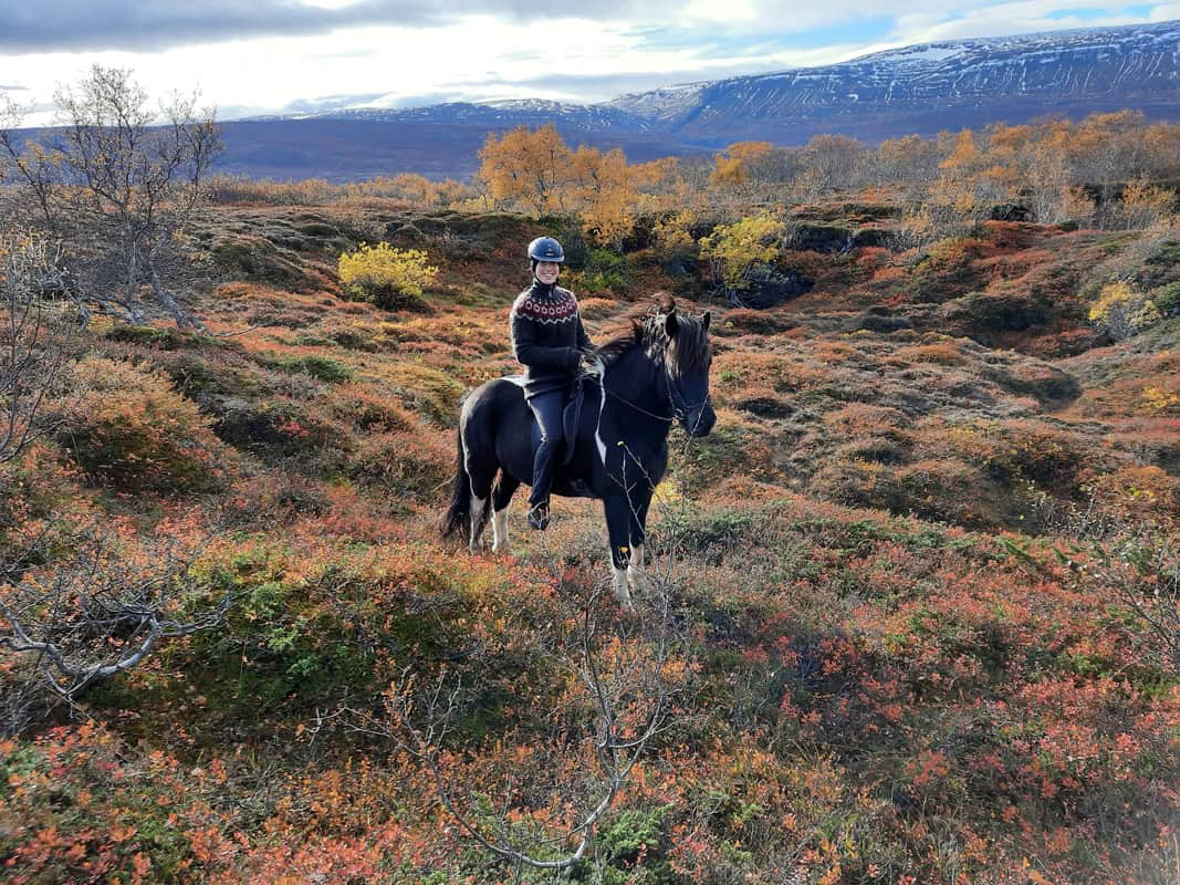 Horse Riding Tour in Husavik with Birch Forest & Lava Fields | Guide to ...